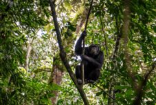 Kibale Nationalpark Uganda: Schimpansen Trekking & Kraterseen
